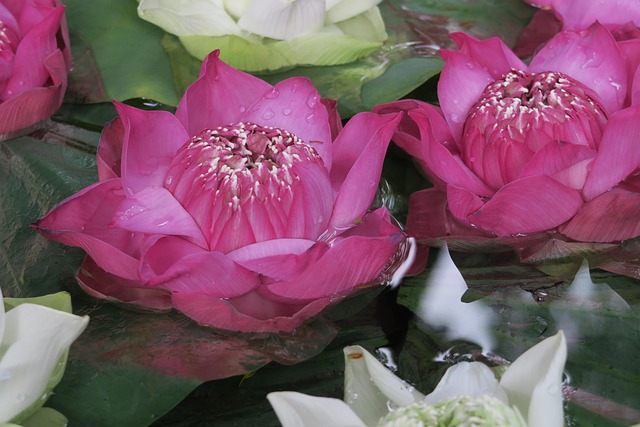 Lotus Bunga Tanaman Akuatik - Foto gratis di Pixabay - Pixabay