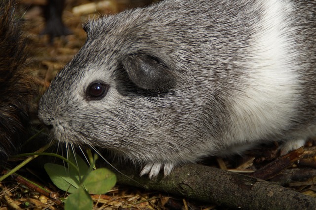 Guinea Pig Cute Rodent Domestic - Free photo on Pixabay - Pixabay