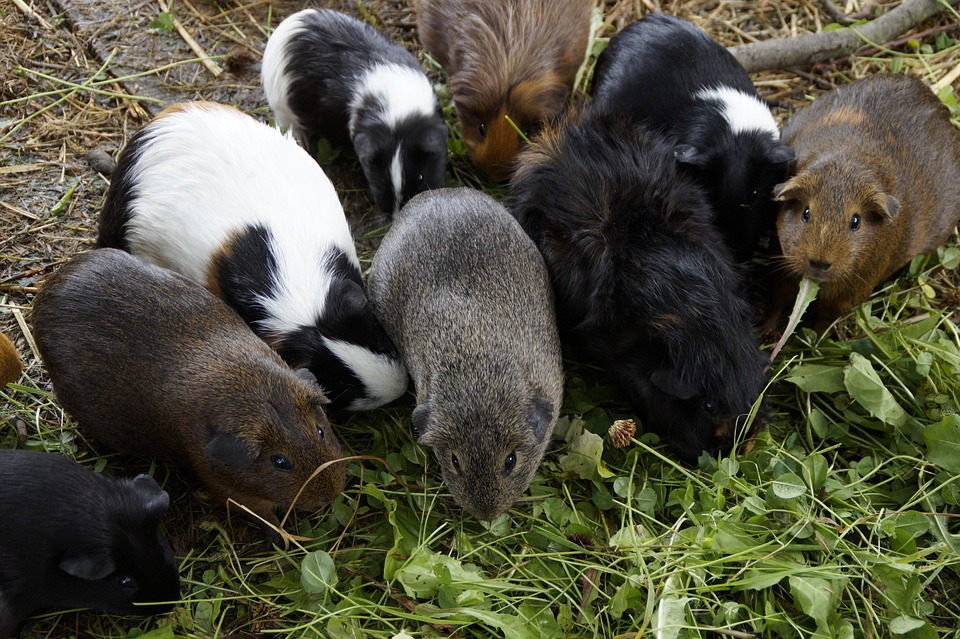 Guinea Pig Lots Dimensions - Free photo on Pixabay - Pixabay