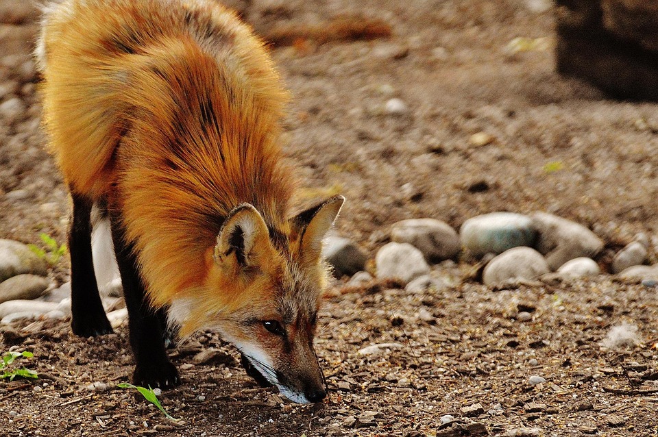 Fox Wild Animal Predator - Free photo on Pixabay - Pixabay
