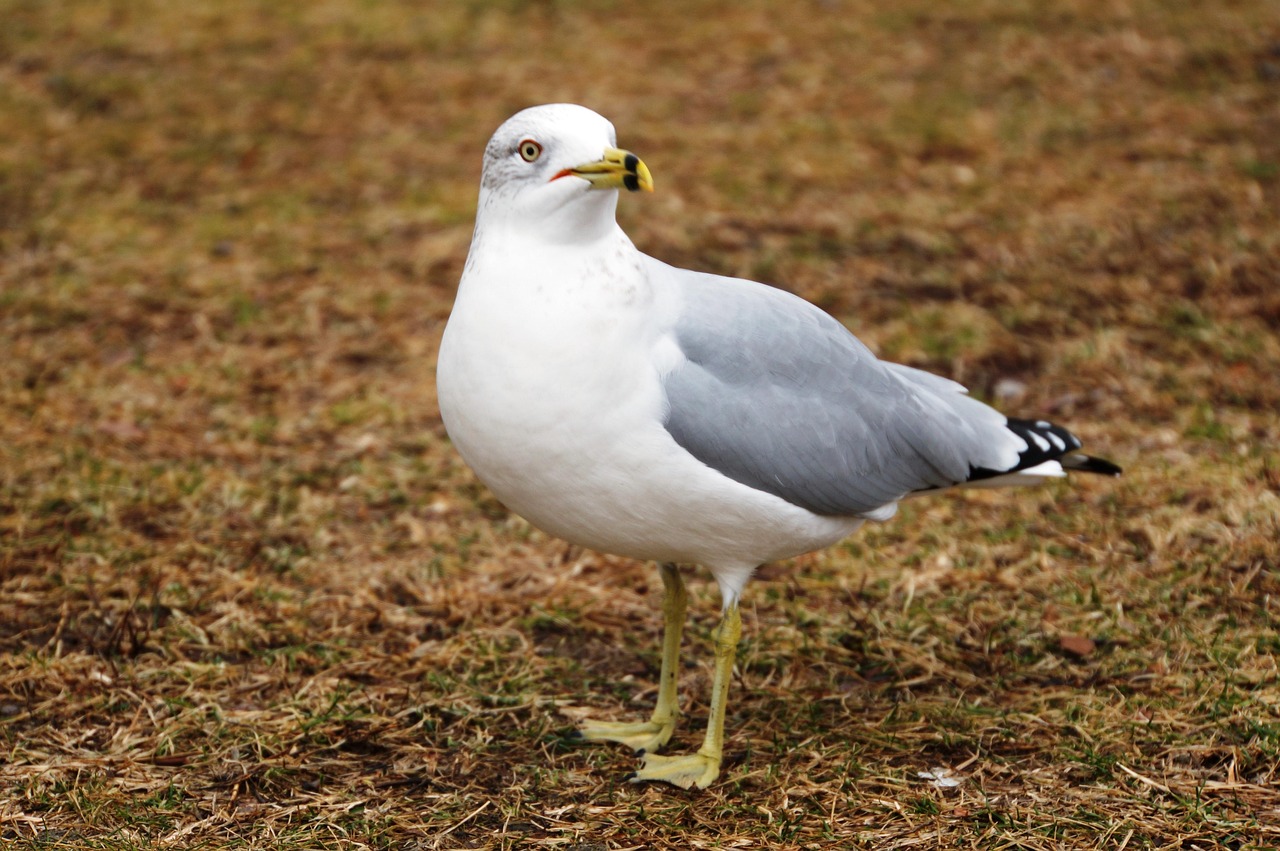Mouette Oiseau Fermer - Photo gratuite sur Pixabay - Pixabay