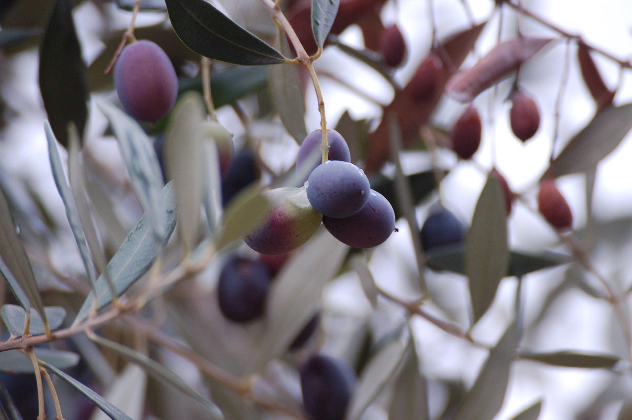 Puglia Olives Olive - Free photo on Pixabay - Pixabay