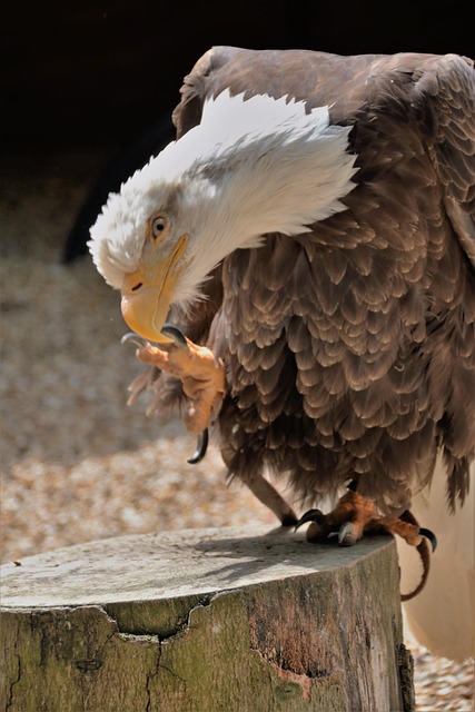 Bald Eagle Talon Bird - Free photo on Pixabay - Pixabay