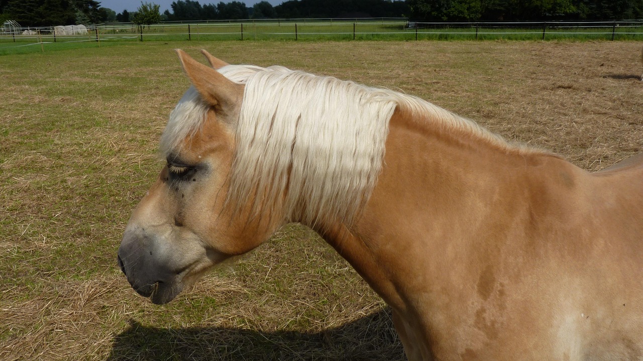 Animal Caballo Haflinger Cabeza De - Foto gratis en Pixabay - Pixabay