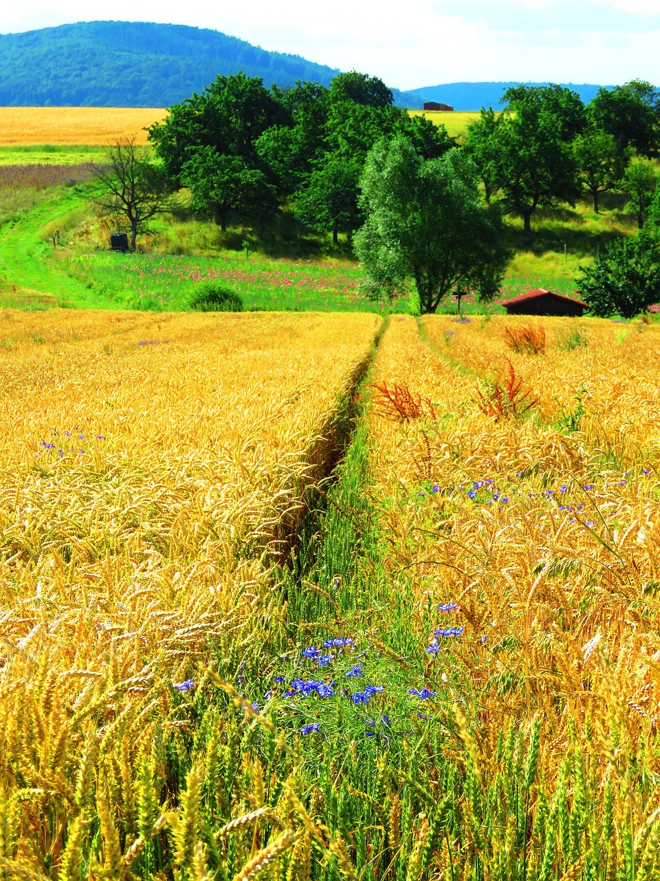Field Grain Cornflowers - Free photo on Pixabay - Pixabay