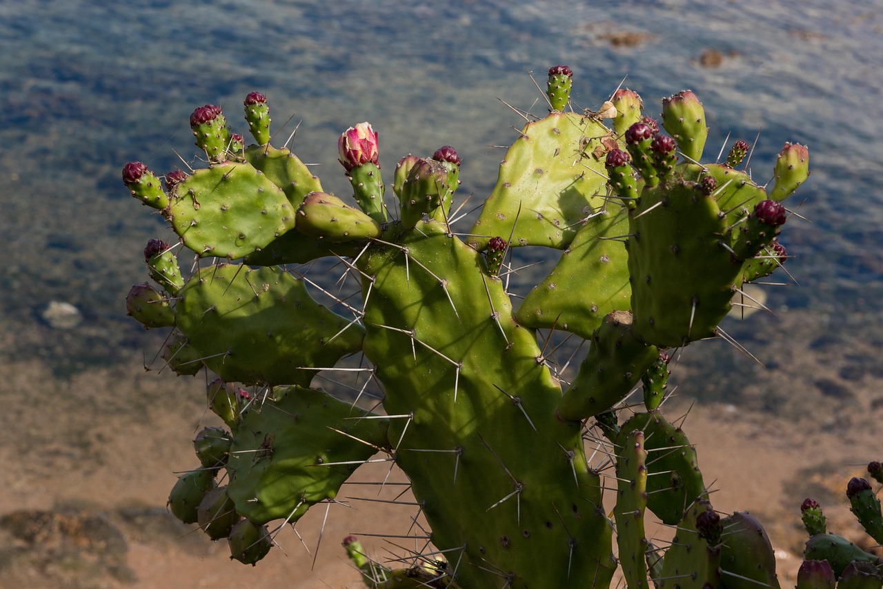 Más de 100 imágenes gratis de Tuna y Naturaleza - Pixabay