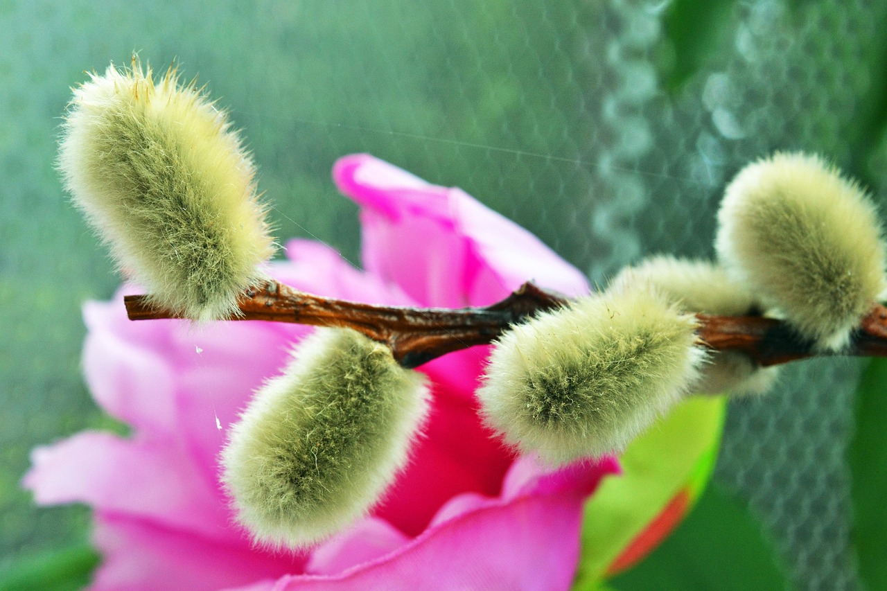 Chatons De Saule Balcon - Photo gratuite sur Pixabay - Pixabay