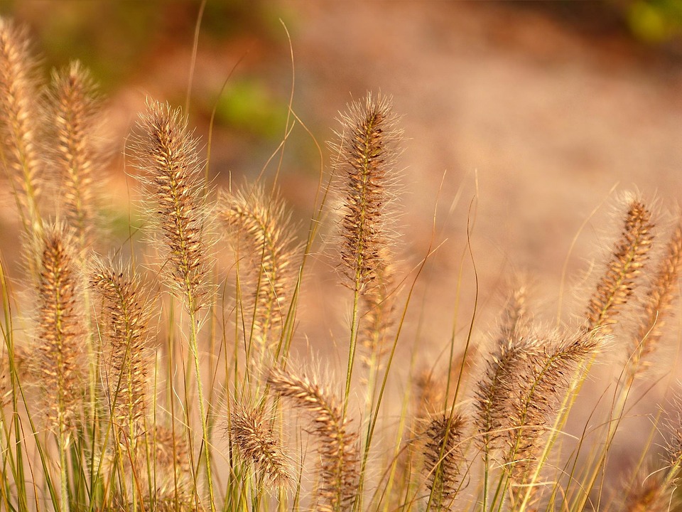 Grasses Plant Nature - Free photo on Pixabay - Pixabay