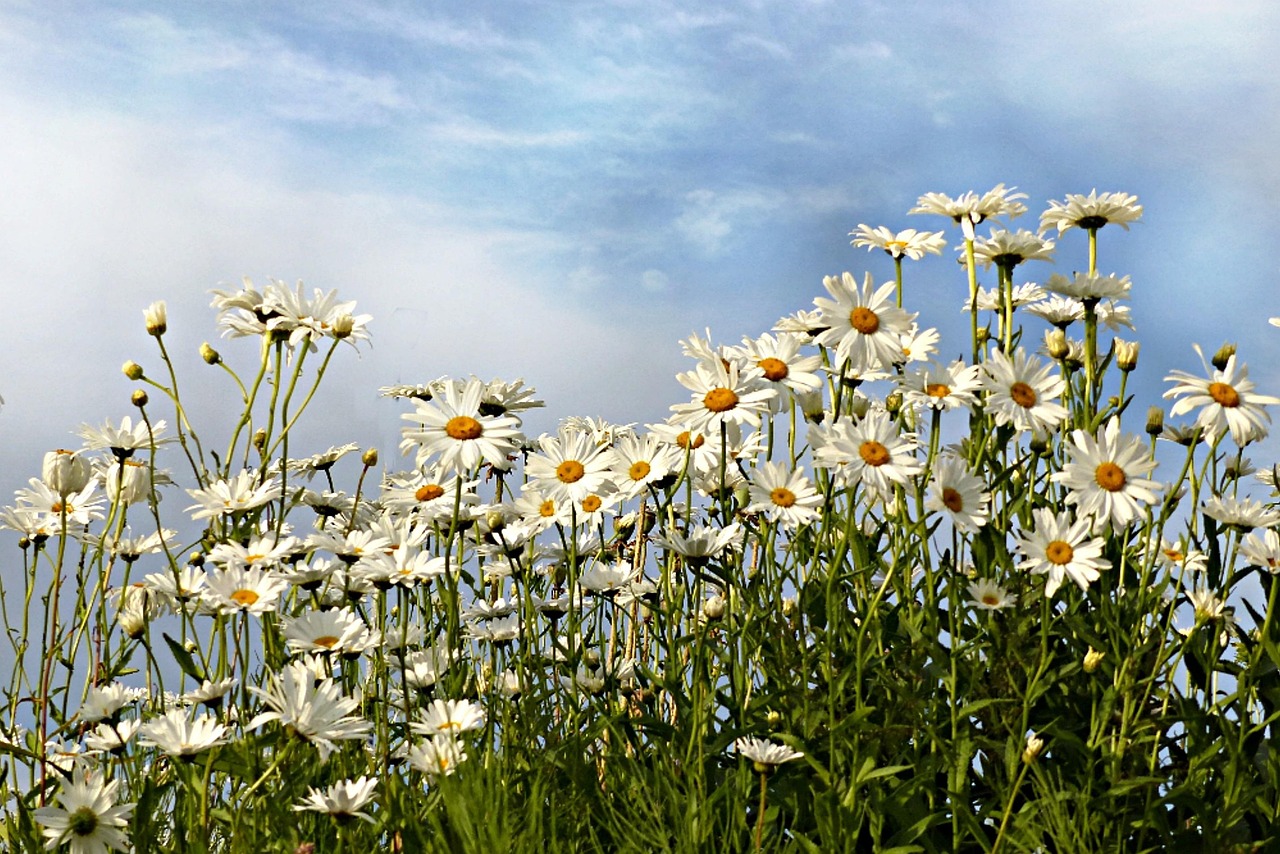 1.000+ kostenlose Margeriten und Natur-Bilder - Pixabay