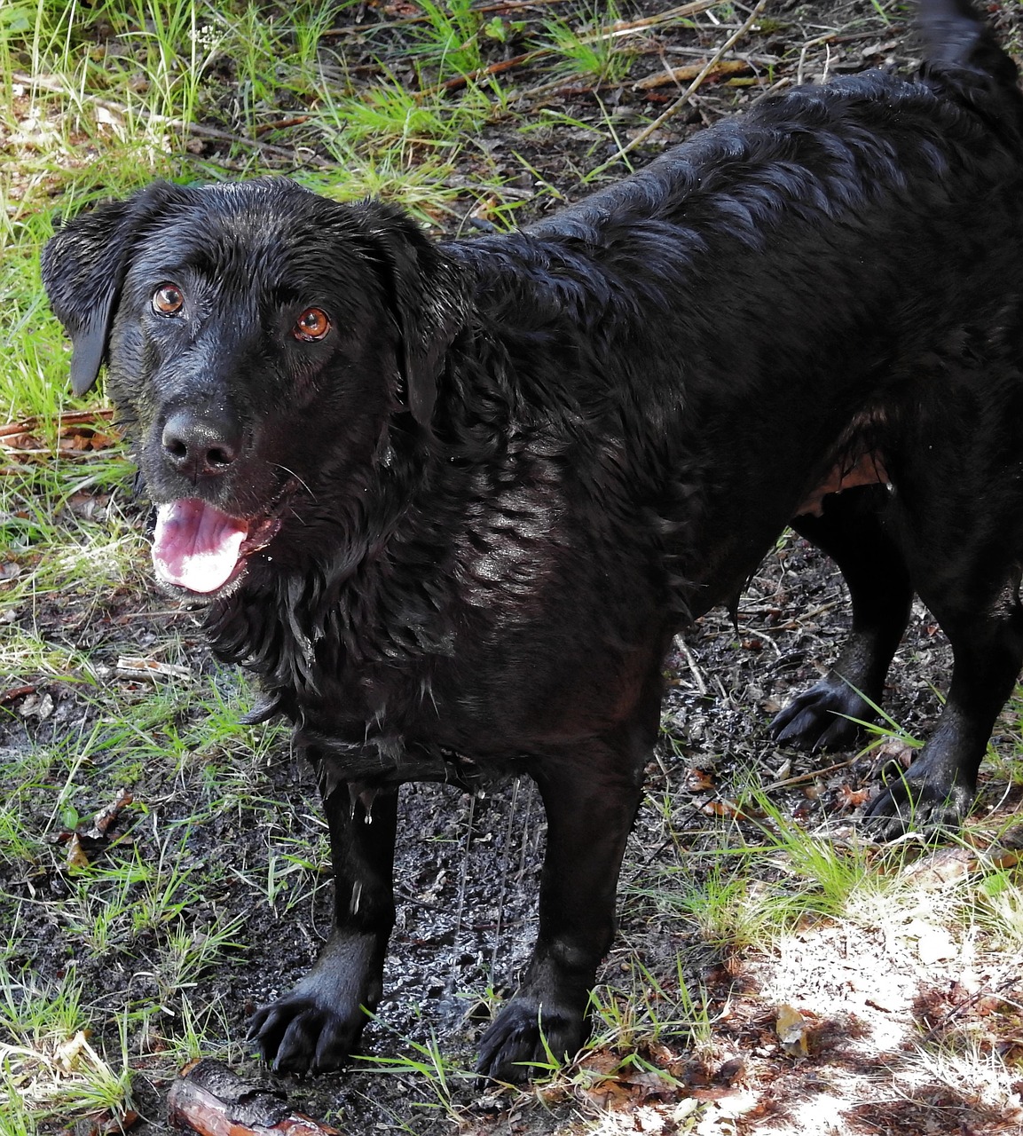 Dog Labrador Domestic Animal - Free photo on Pixabay - Pixabay
