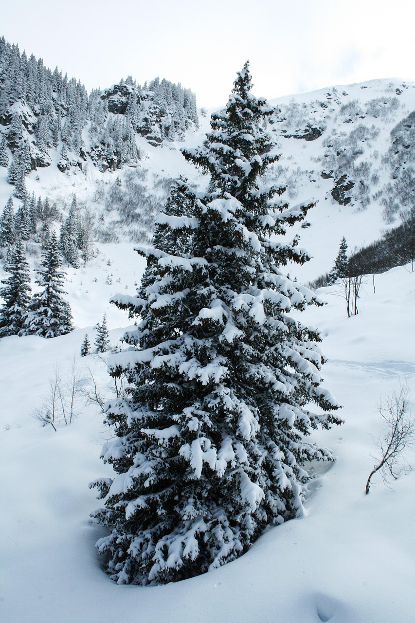 French Switzerland Snow Trees - Free photo on Pixabay - Pixabay