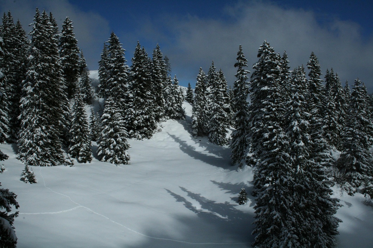 French Switzerland Snow Trees - Free photo on Pixabay - Pixabay