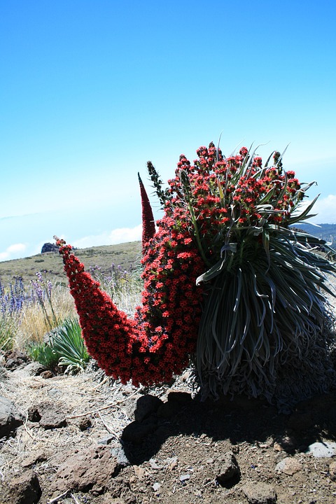 Tajinaste Rojo Tenerife Red - Free photo on Pixabay - Pixabay