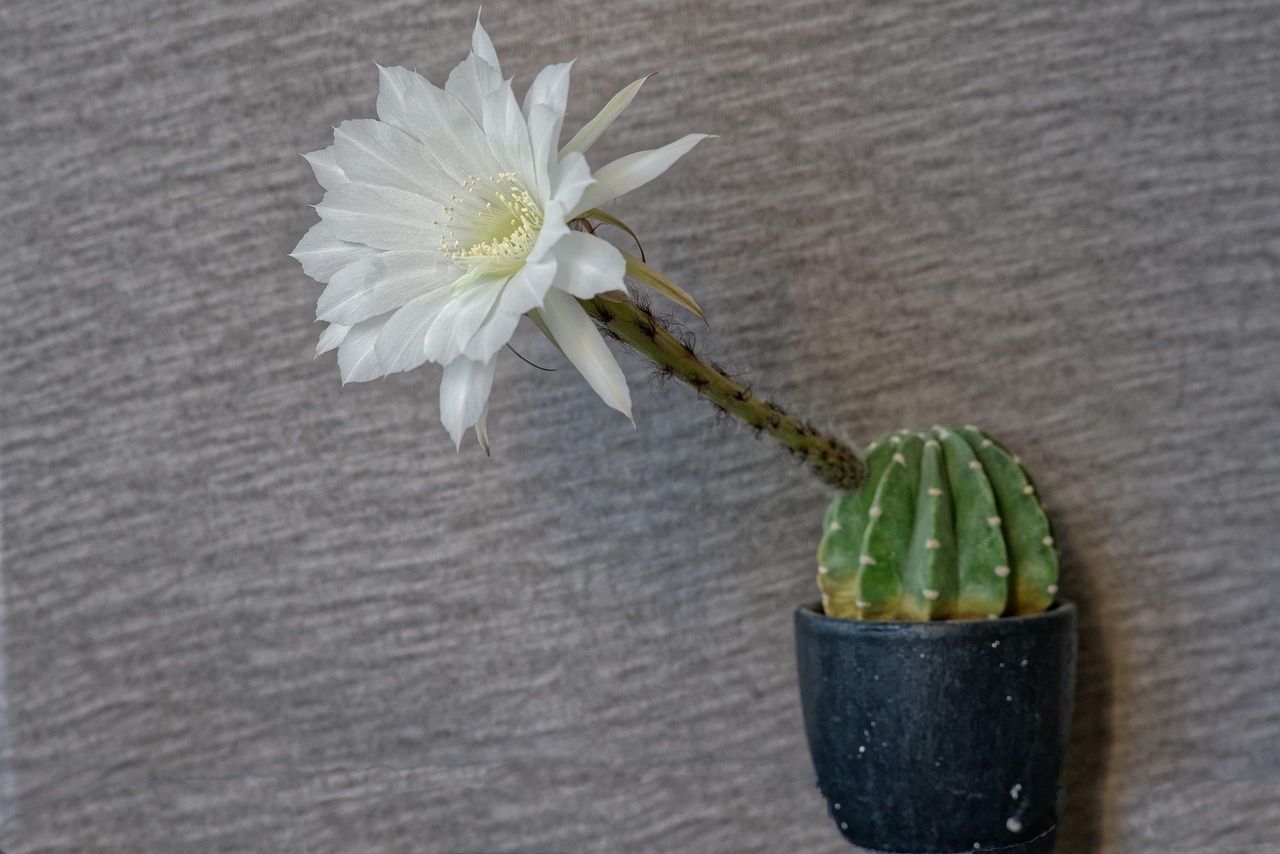 Queen Of The Night Cactus Flower