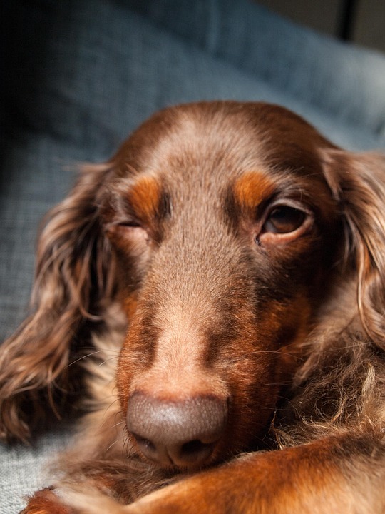 Dog Wink I'M Sleepy Cocker - Free photo on Pixabay - Pixabay