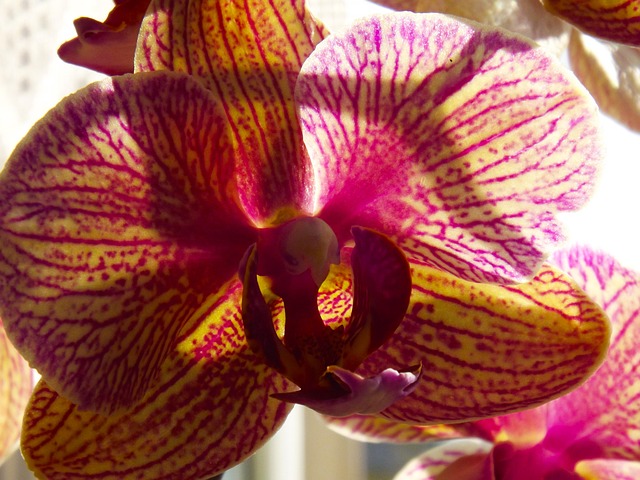 Orchidée Phalaenopisis Orange - Photo gratuite sur Pixabay - Pixabay