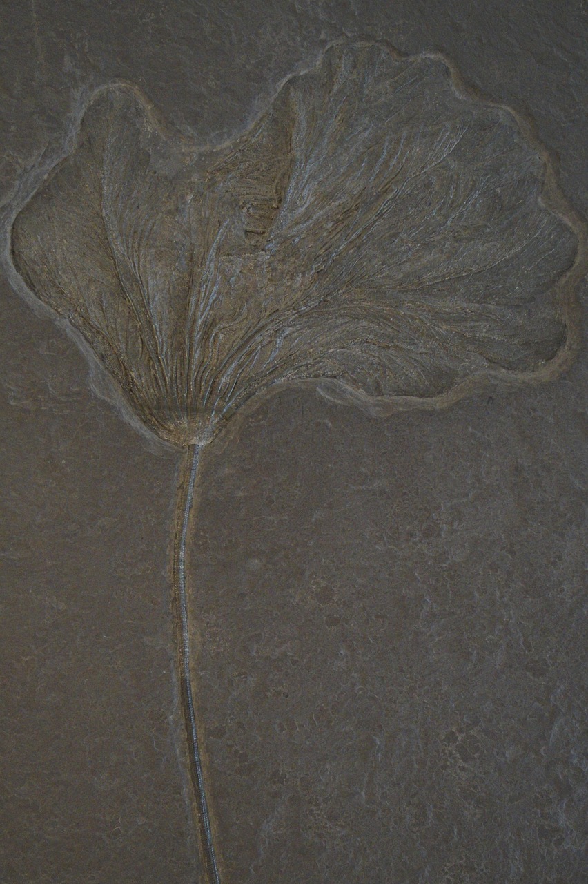 Soul Lily Fossil Fossilized - Free photo on Pixabay