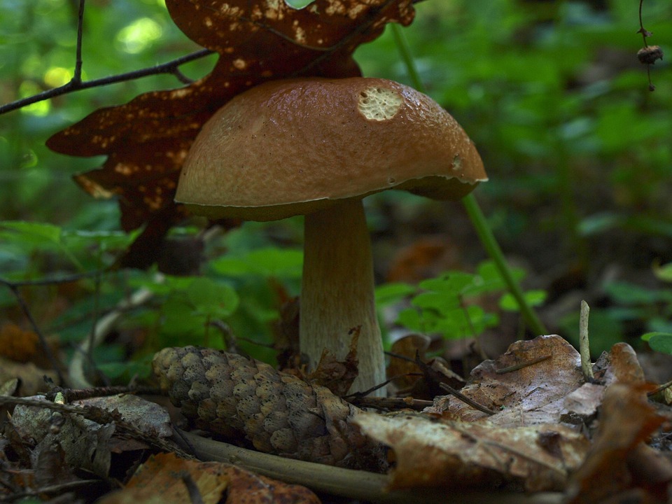 Bolet Champignon - Photo gratuite sur Pixabay - Pixabay