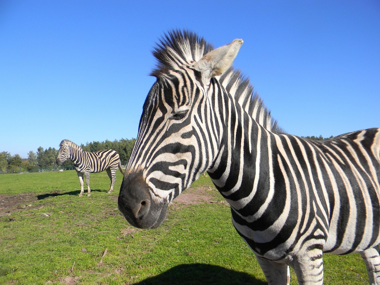 Zebra Garis Kebun - Foto gratis di Pixabay - Pixabay