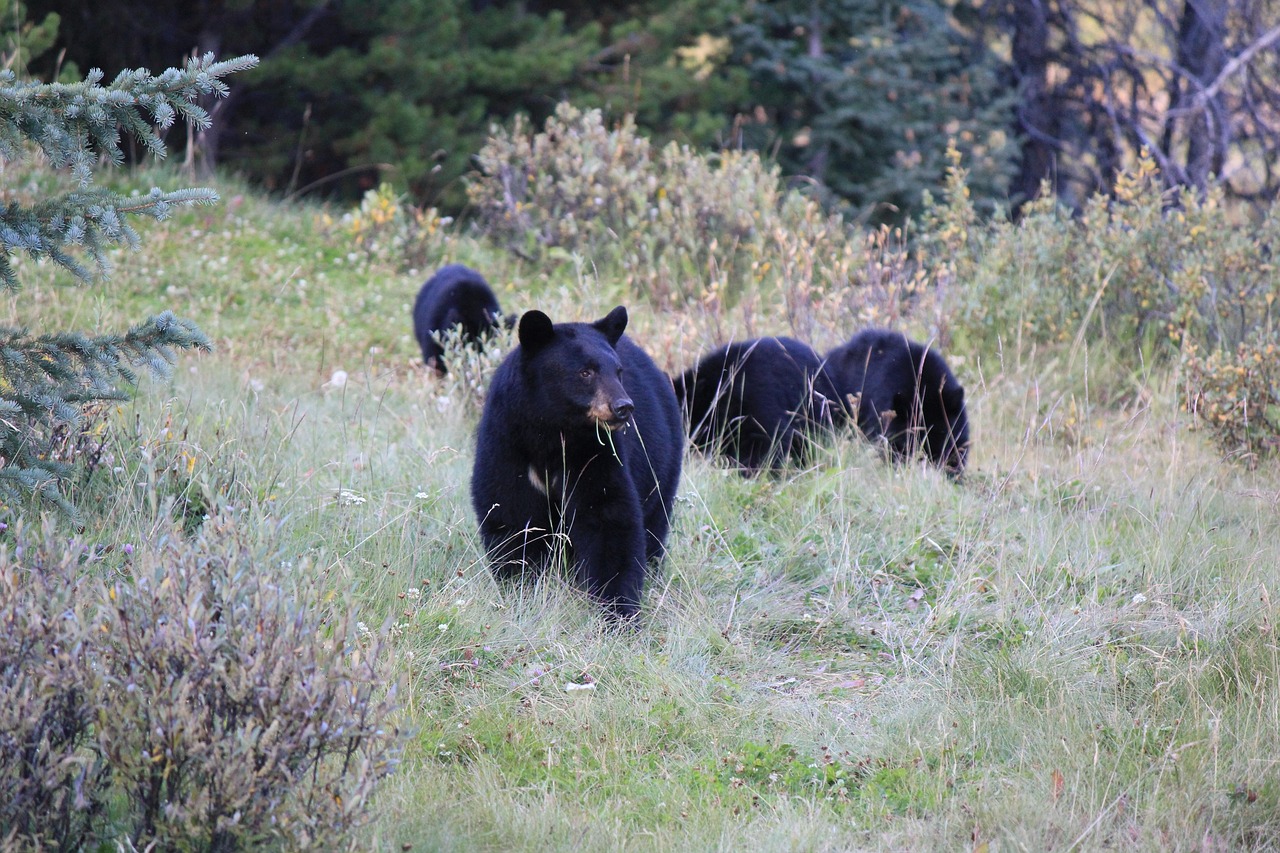 Ours Brun Canada - Photo gratuite sur Pixabay - Pixabay