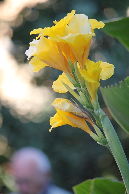 Lis Fleur La Nature - Photo gratuite sur Pixabay - Pixabay