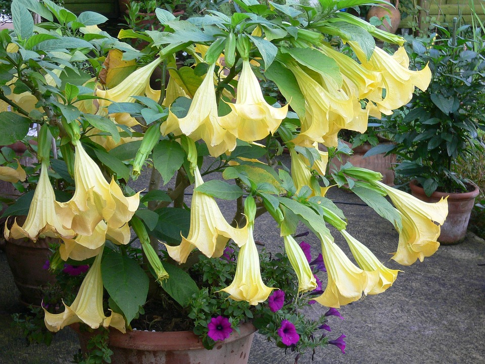 Angel Trumpets Flower Natura - Free photo on Pixabay