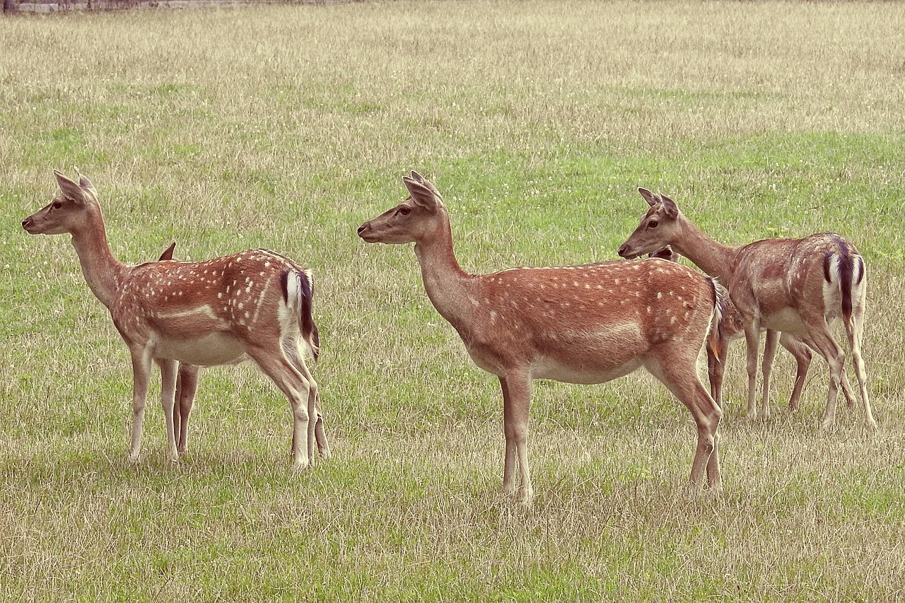 Cerf Daim Prairie - Photo gratuite sur Pixabay - Pixabay