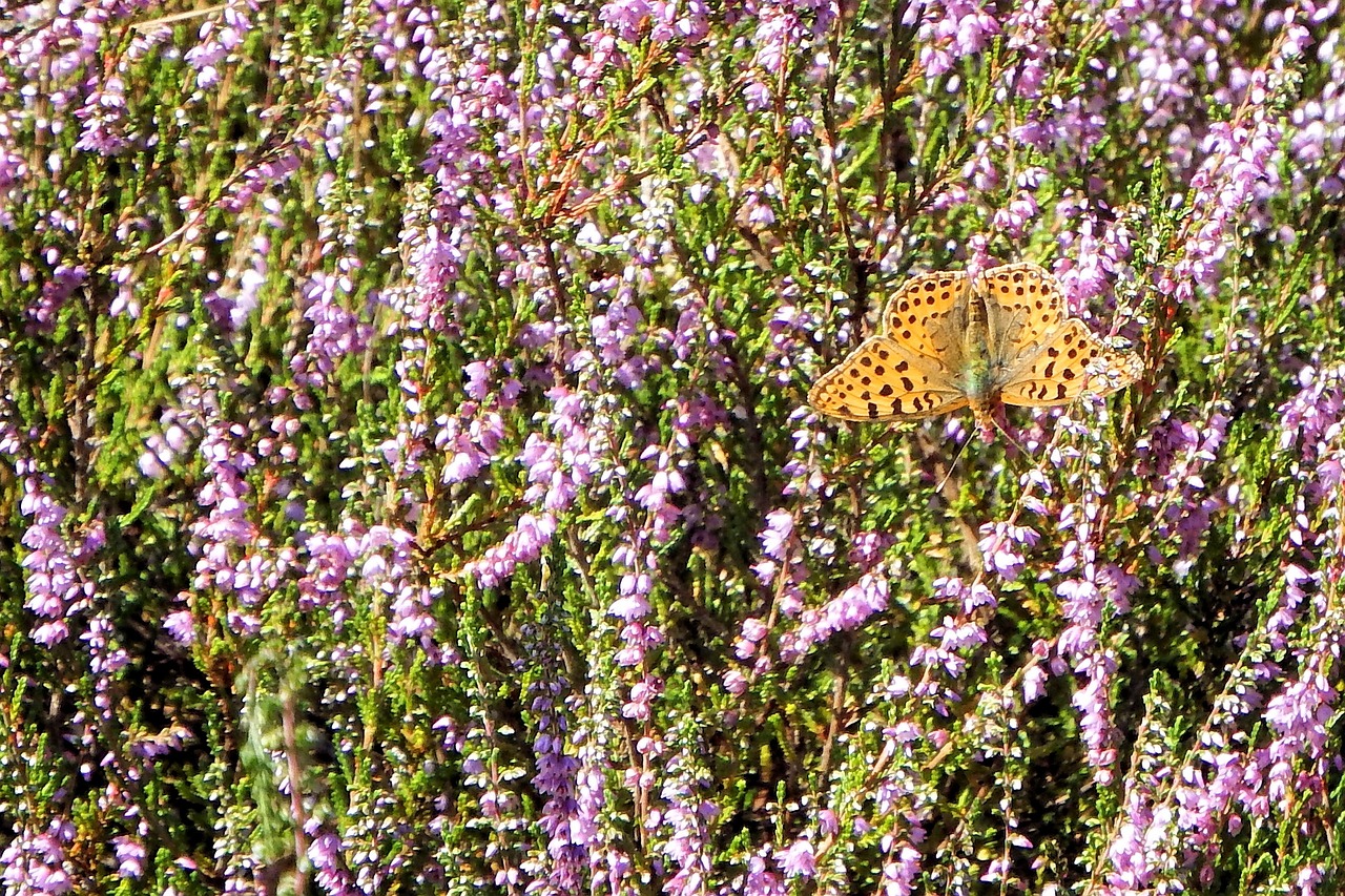 700+ Free Pagan & Nature Images - Pixabay