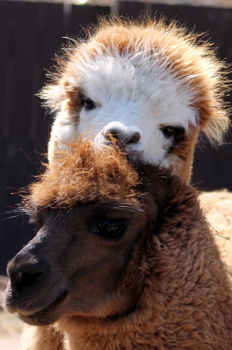 Llama Zoo Animal - Free photo on Pixabay - Pixabay
