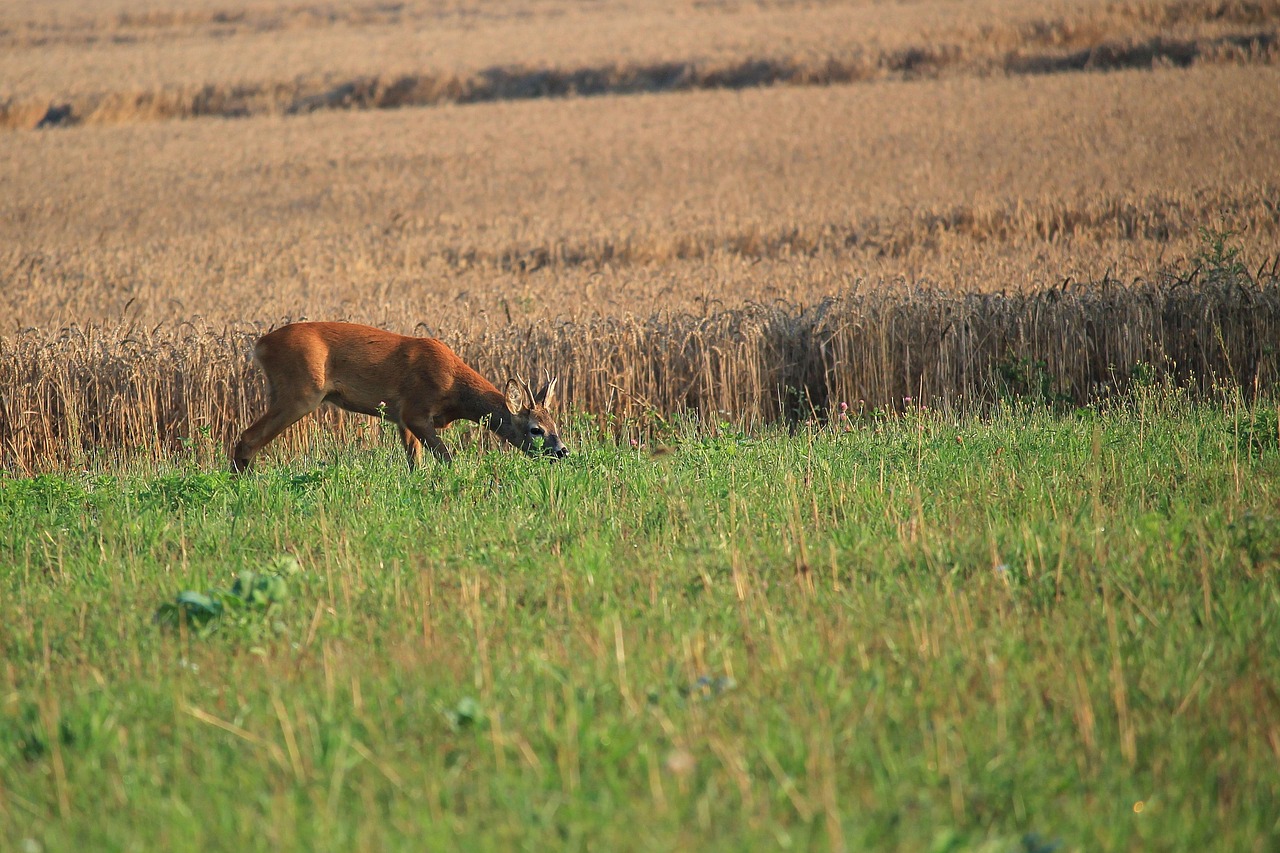 Deer Fallow Grain Field - Free photo on Pixabay - Pixabay