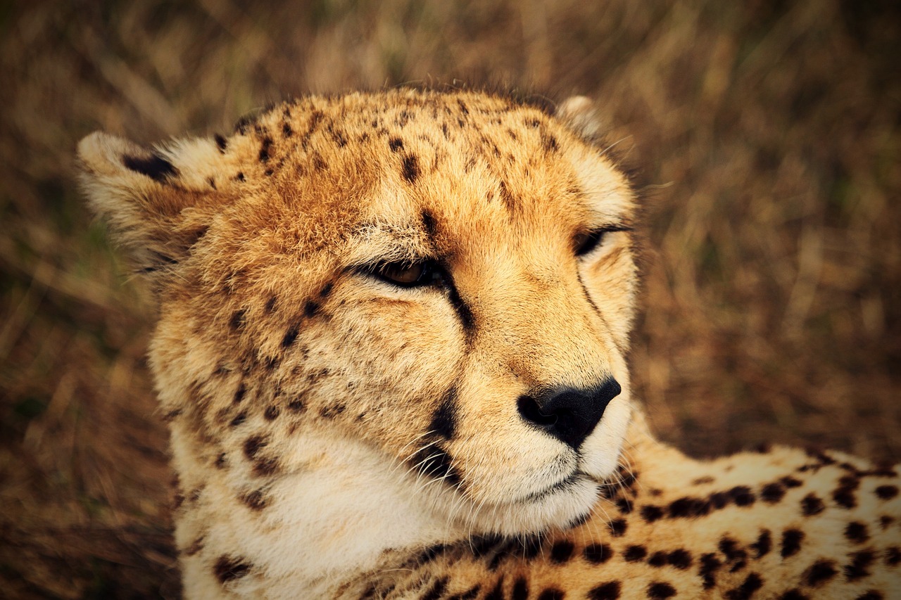 900+ Free Cheetah & Nature Photos - Pixabay