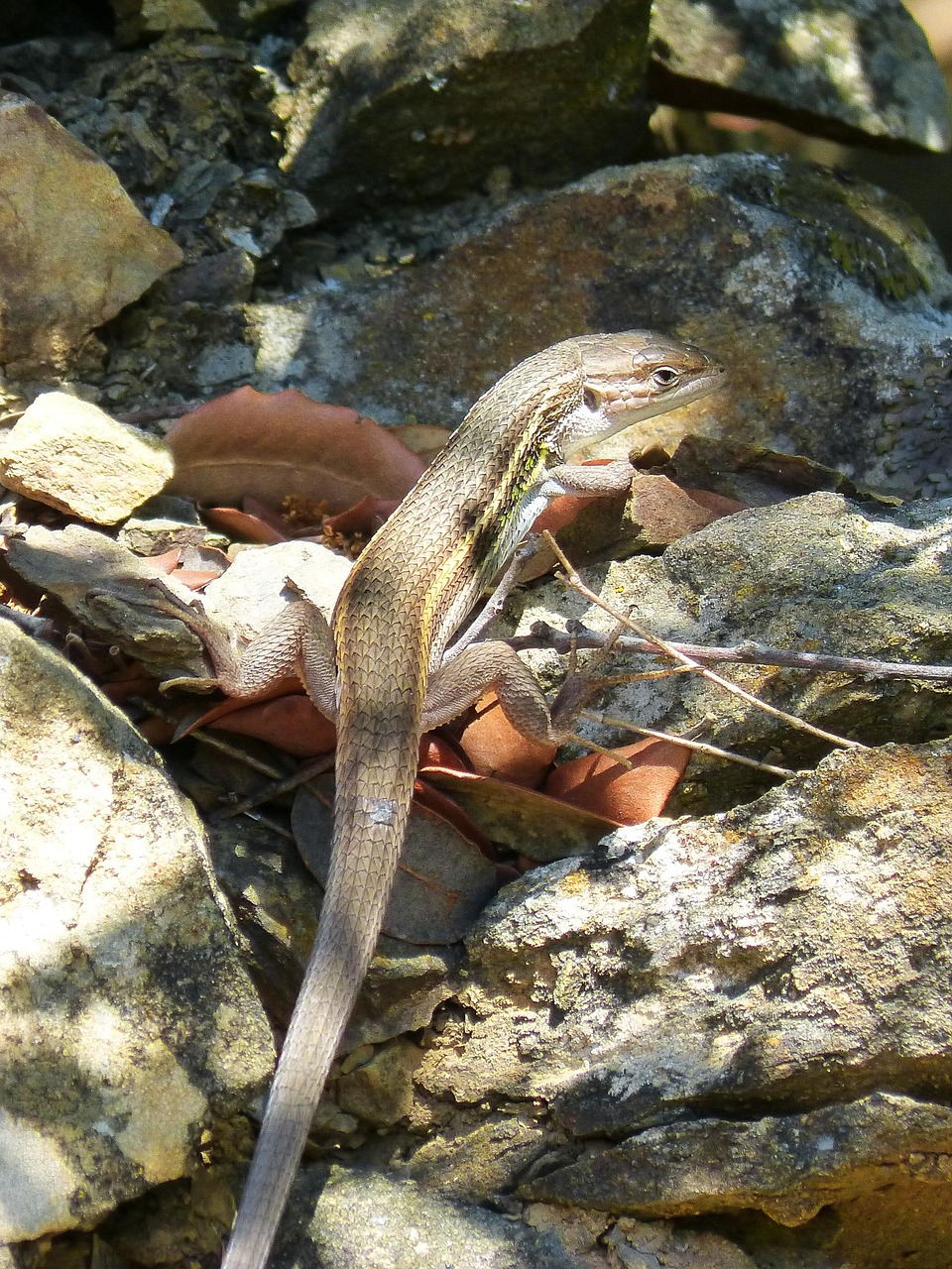 Lizard Sargantana Reptile - Free photo on Pixabay - Pixabay