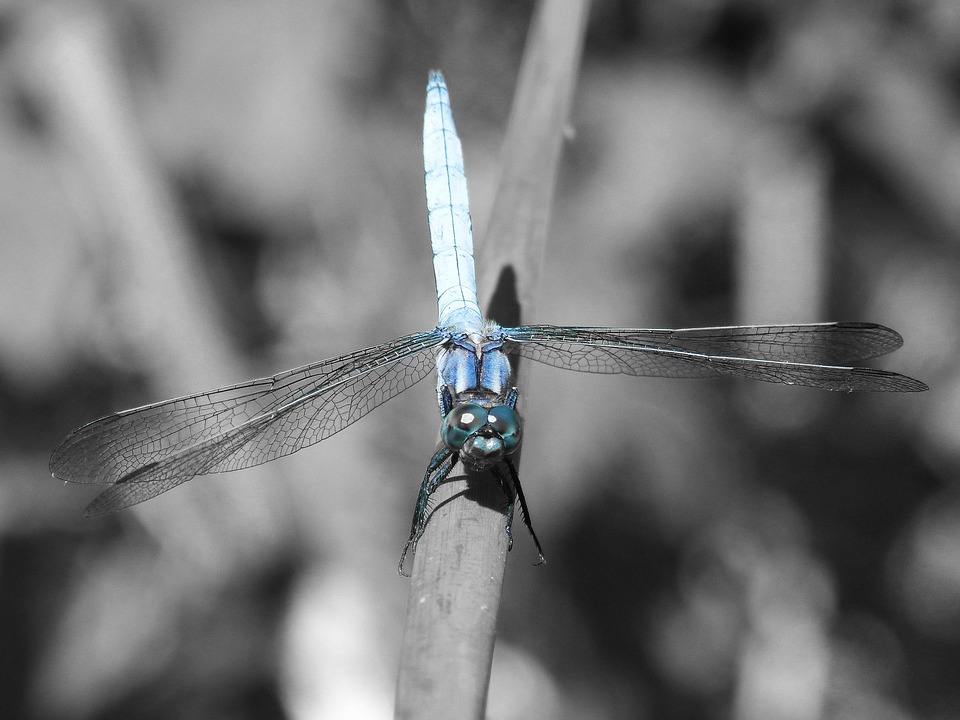 Blue Dragonfly Stem Wetland - Free photo on Pixabay