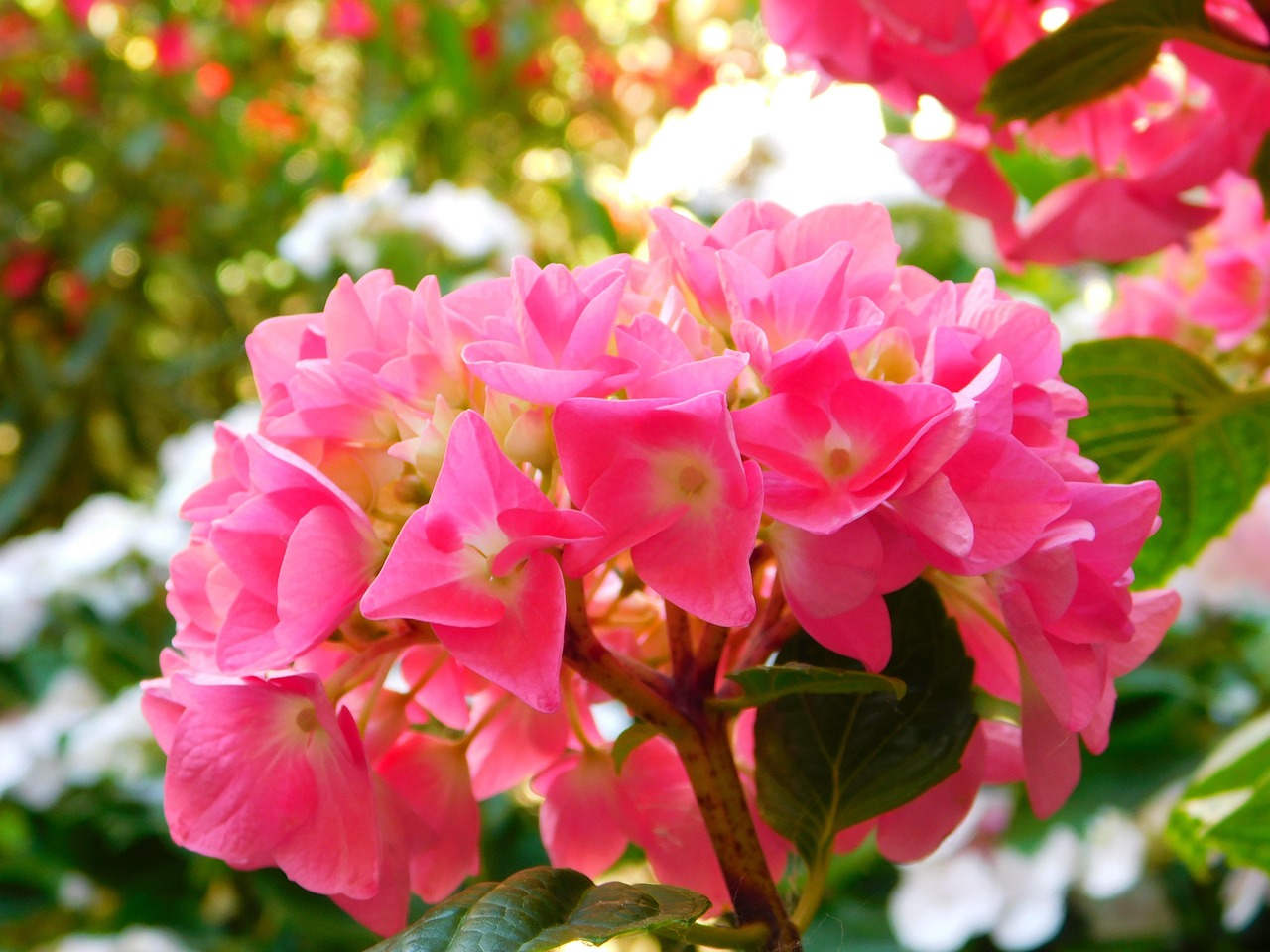 Flower Flora Garden - Free photo on Pixabay - Pixabay