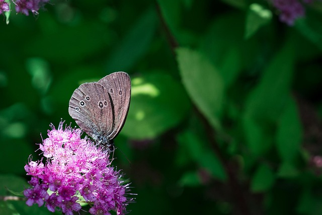 Butterfly Chimney Sweeper - Free photo on Pixabay