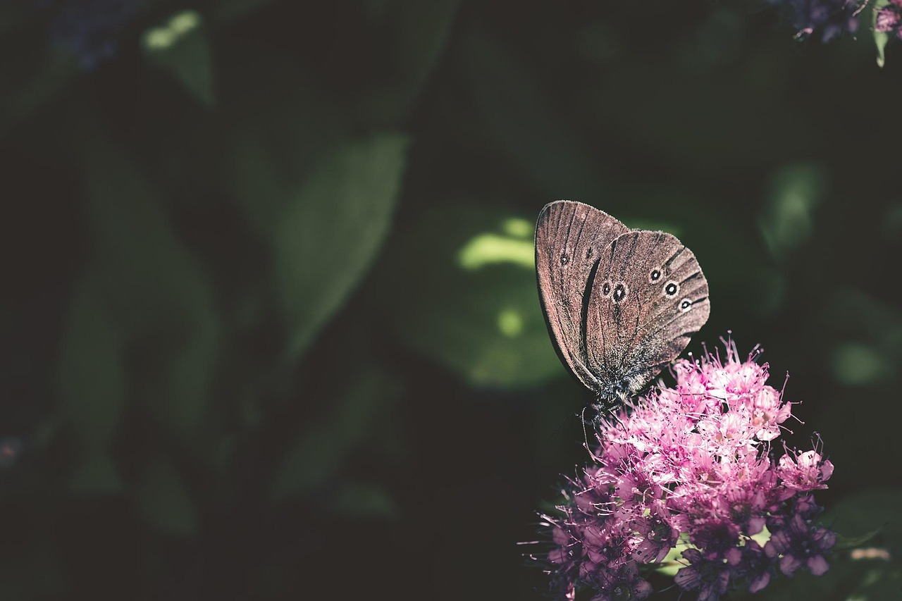 100+ Free Sweeper & Chimney Sweeper Images - Pixabay