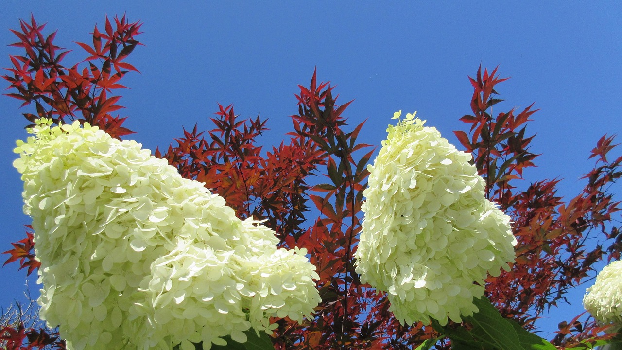 Hydrangea Kukka Vaahteranlehti - Ilmainen valokuva Pixabayssa - Pixabay