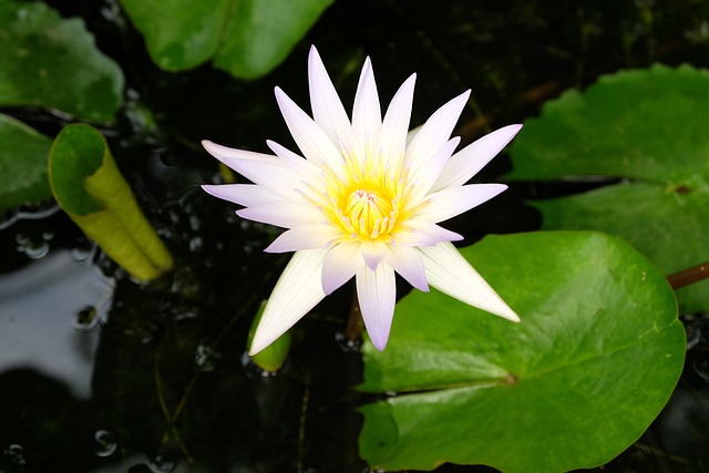Lótus Branco Natureza - Foto gratuita no Pixabay - Pixabay