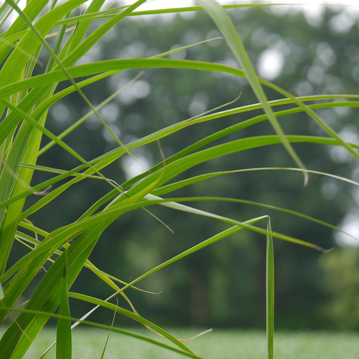 Grass Nature Grasses - Free photo on Pixabay - Pixabay