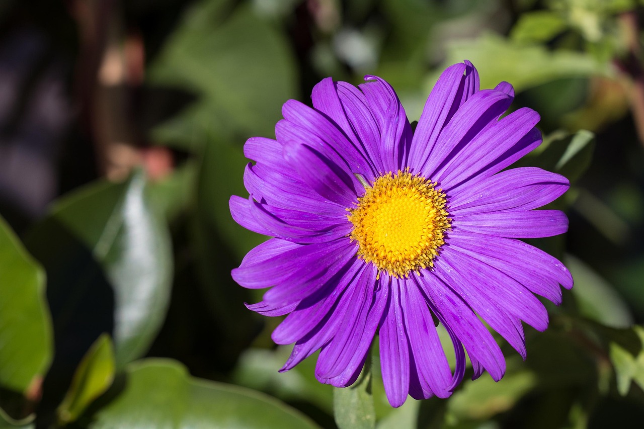 Marguerite Mauve Violet - Photo gratuite sur Pixabay - Pixabay
