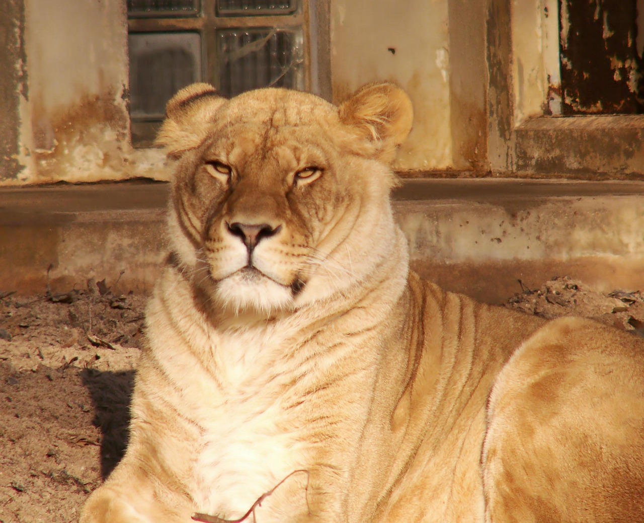 León África Animales - Foto gratis en Pixabay