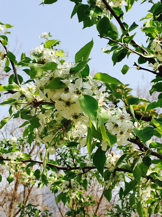 Flor De Cereza Planta - Foto gratis en Pixabay - Pixabay