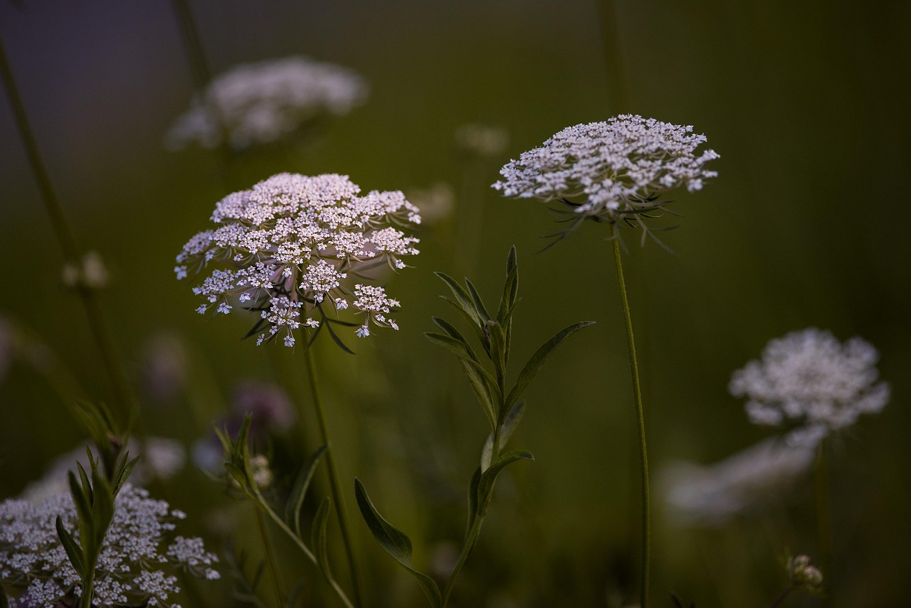 Planta Flor Blanco Flores - Foto gratis en Pixabay - Pixabay