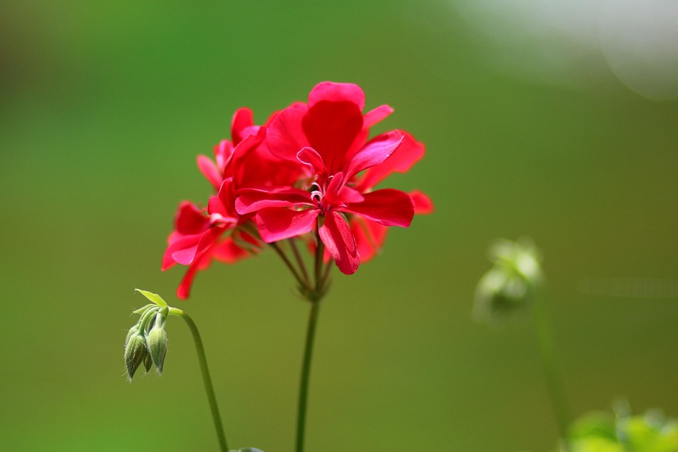 Geranium Bloem Rood De - Gratis foto op Pixabay - Pixabay
