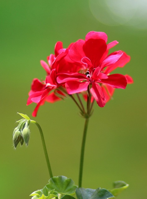 Geranio Flor Rojo La - Foto gratis en Pixabay - Pixabay