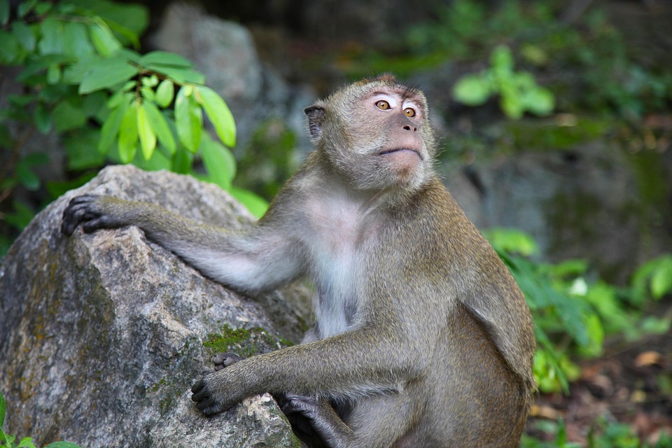 Monkey Macaque Thailand - Free photo on Pixabay - Pixabay