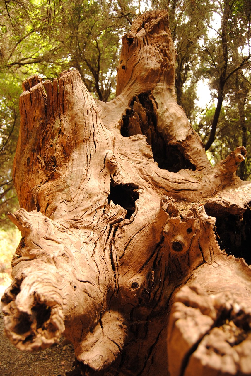 Tree Trunk Dead - Free photo on Pixabay - Pixabay