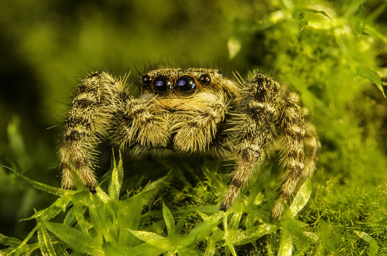 Arachnid Spider Jumping - Free photo on Pixabay