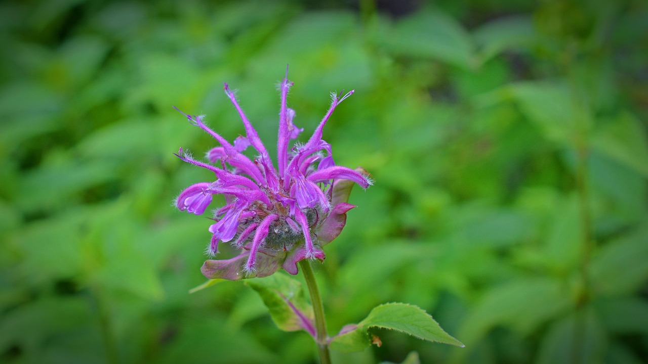Monarda Didyme Herbe De Lune Fleur - Photo gratuite sur Pixabay