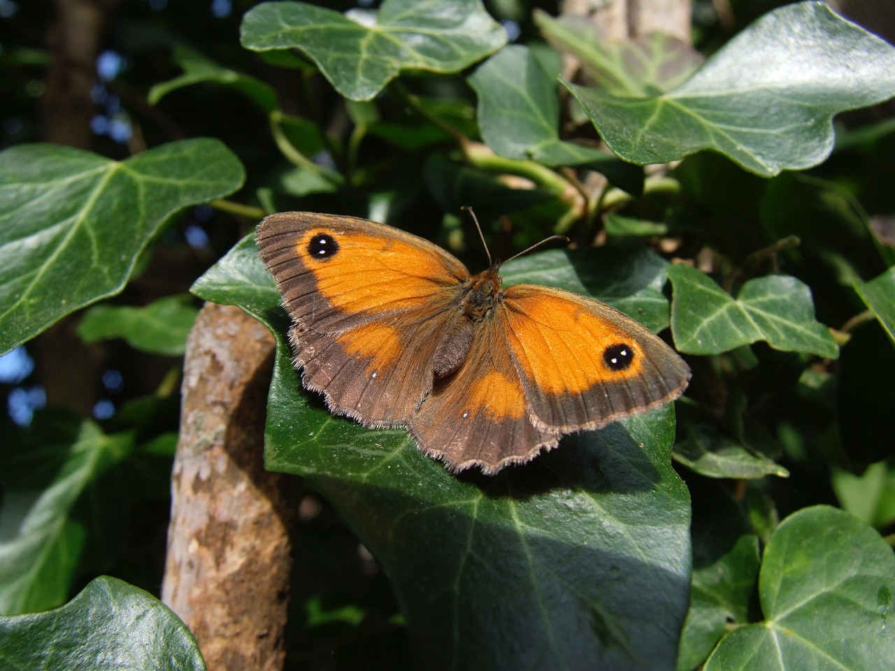 30,000+ Free Butterfly Models Uk & Butterfly Images - Pixabay